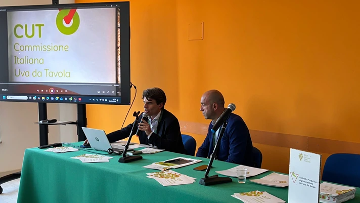 Uva da tavola, la qualità passa dal post-raccolta