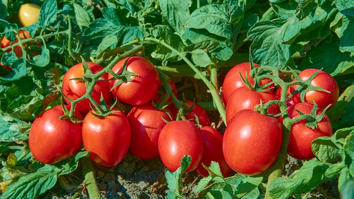 Syngenta Vegetable Seeds apre la stagione con Tolerix